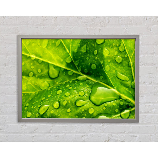 Ebern Designs Tautropfen Blätter - Einzelner Bilderrahmen Kunstdrucke auf Leinwand | Wayfair.de